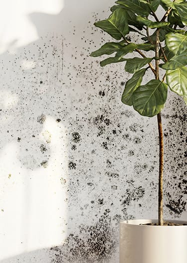 Mold Detector | WIFI Enabled Mold Monitor | BioCide Labs